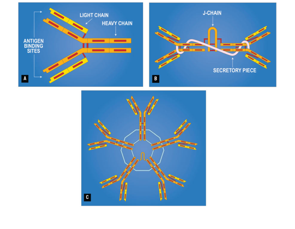 Antigen Structure And Function